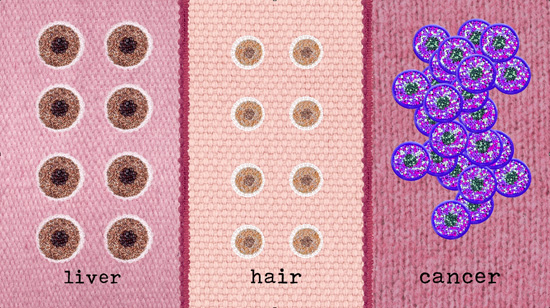 Seeds for healthy cells, candy for cancer cells: TED-Ed stop-motion ...