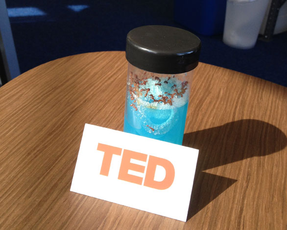 Unorthodox new pets in the TED office | TED Blog