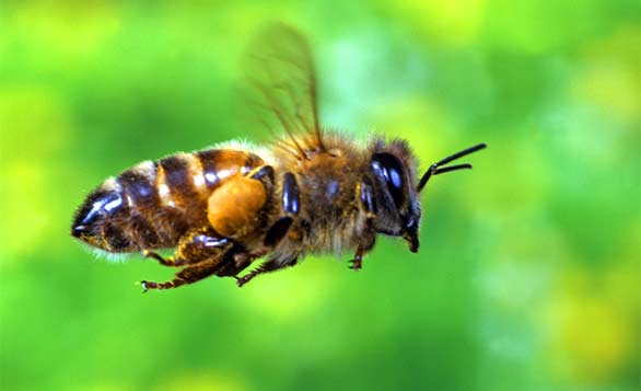 All about bees: 3 experts on why they’re fascinating+ why they’re dying ...