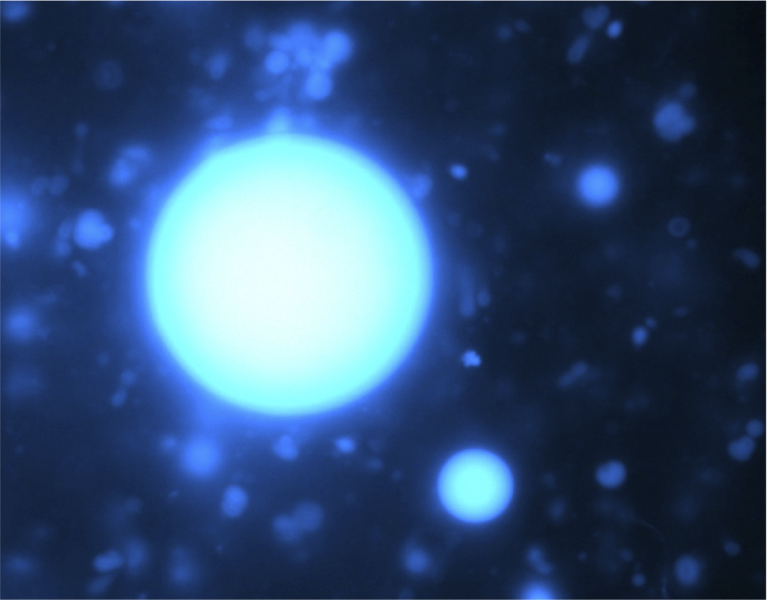 More to life than DNA: Fellows Friday with Sheref Mansy | TED Blog