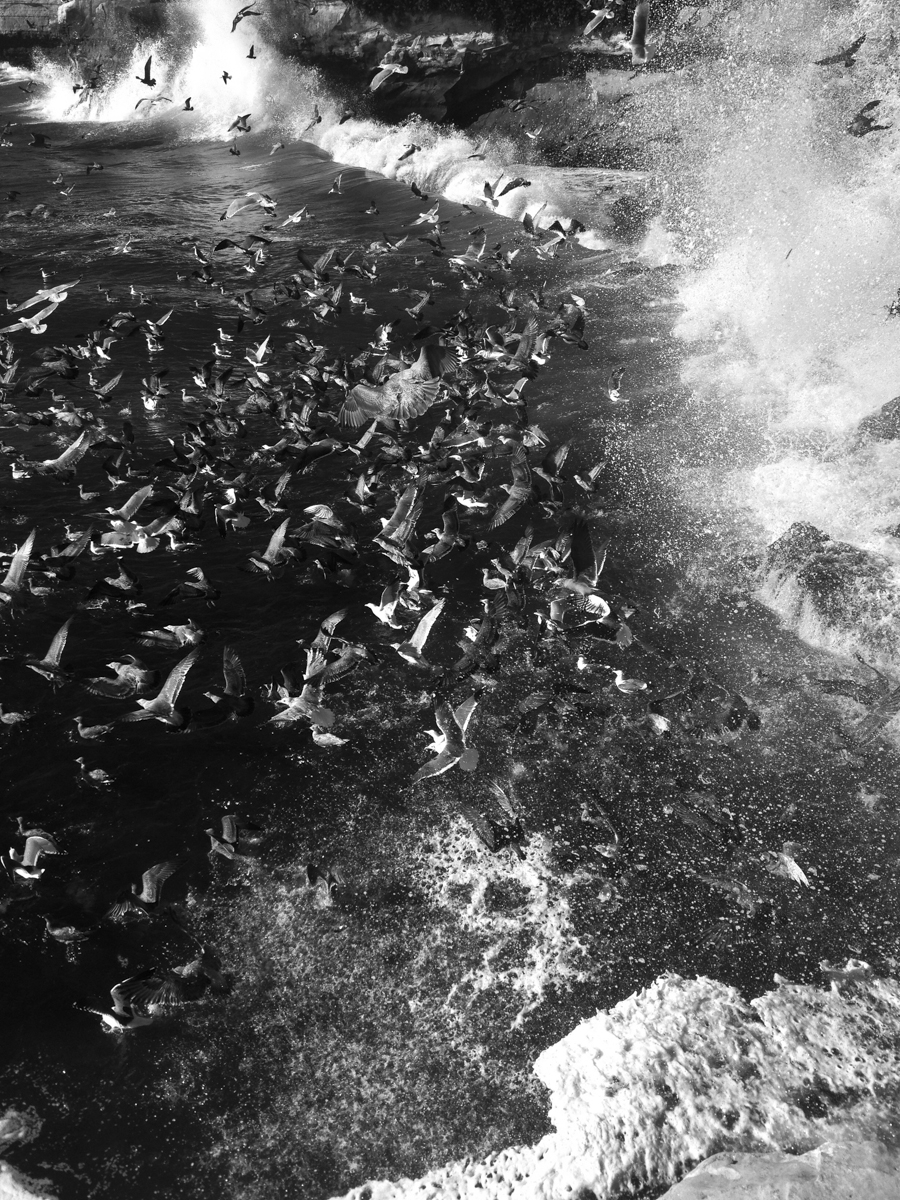 Fellows Friday: A magical oceanic feeding frenzy in Monterey Bay | TED Blog