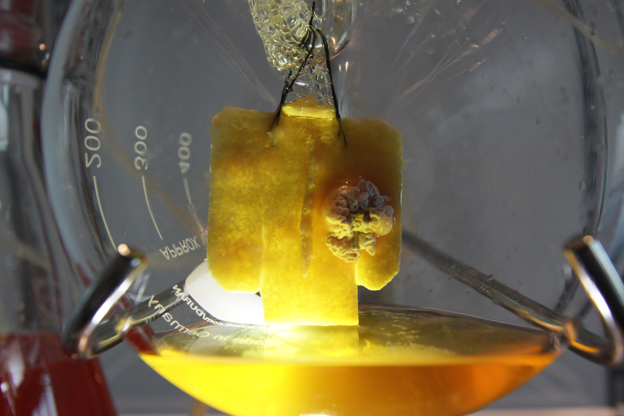 These artists use cells, proteins, tissues and DNA as their materials ...