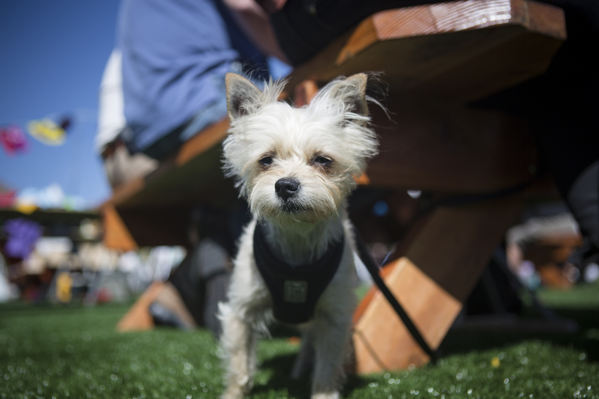 Poll: Do you understand your pet’s emotions? | TED Blog