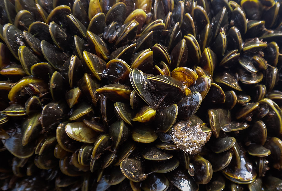 Invasion of the golden mussel: wielding genes to protect the Amazon ...