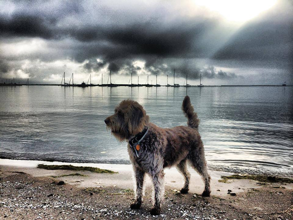 How a service dog helped a veteran step back out into the world | TED Blog