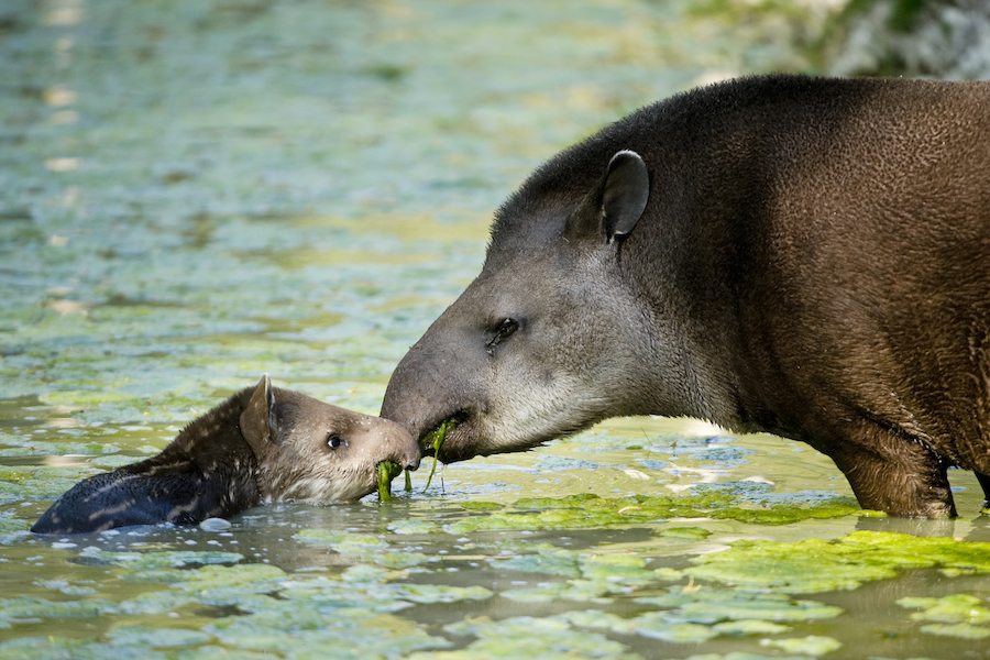10 things you need to know about tapirs | TED Blog