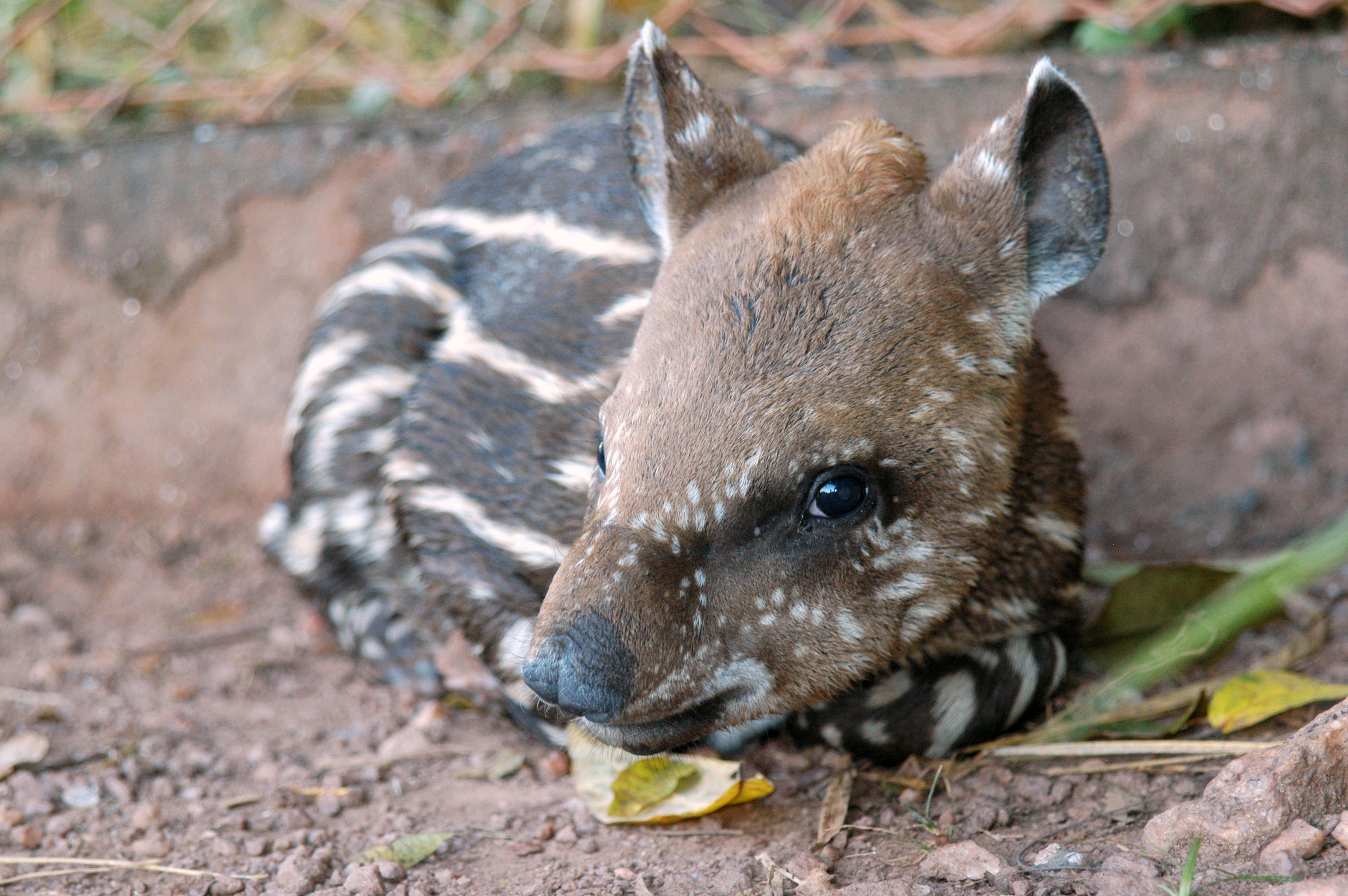 10 things you need to know about tapirs | TED Blog