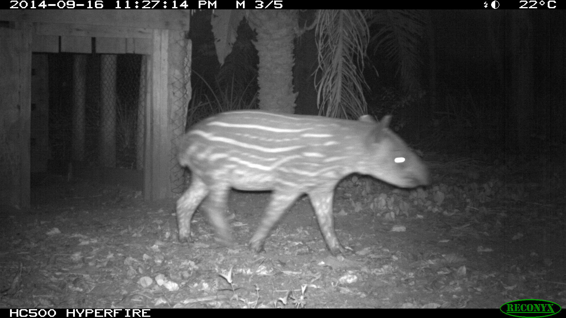 10 things you need to know about tapirs | TED Blog