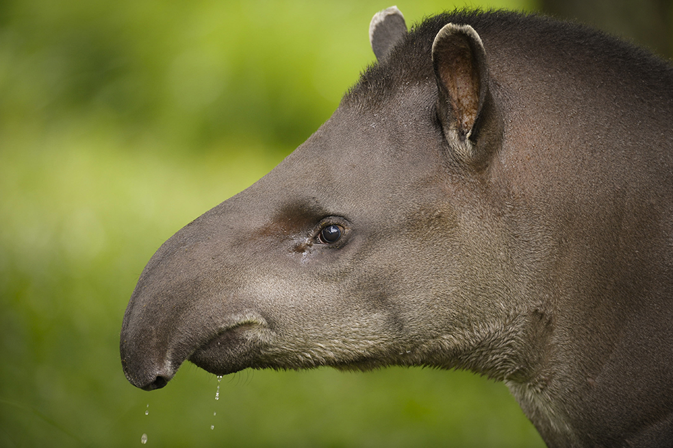 10 things you need to know about tapirs | TED Blog