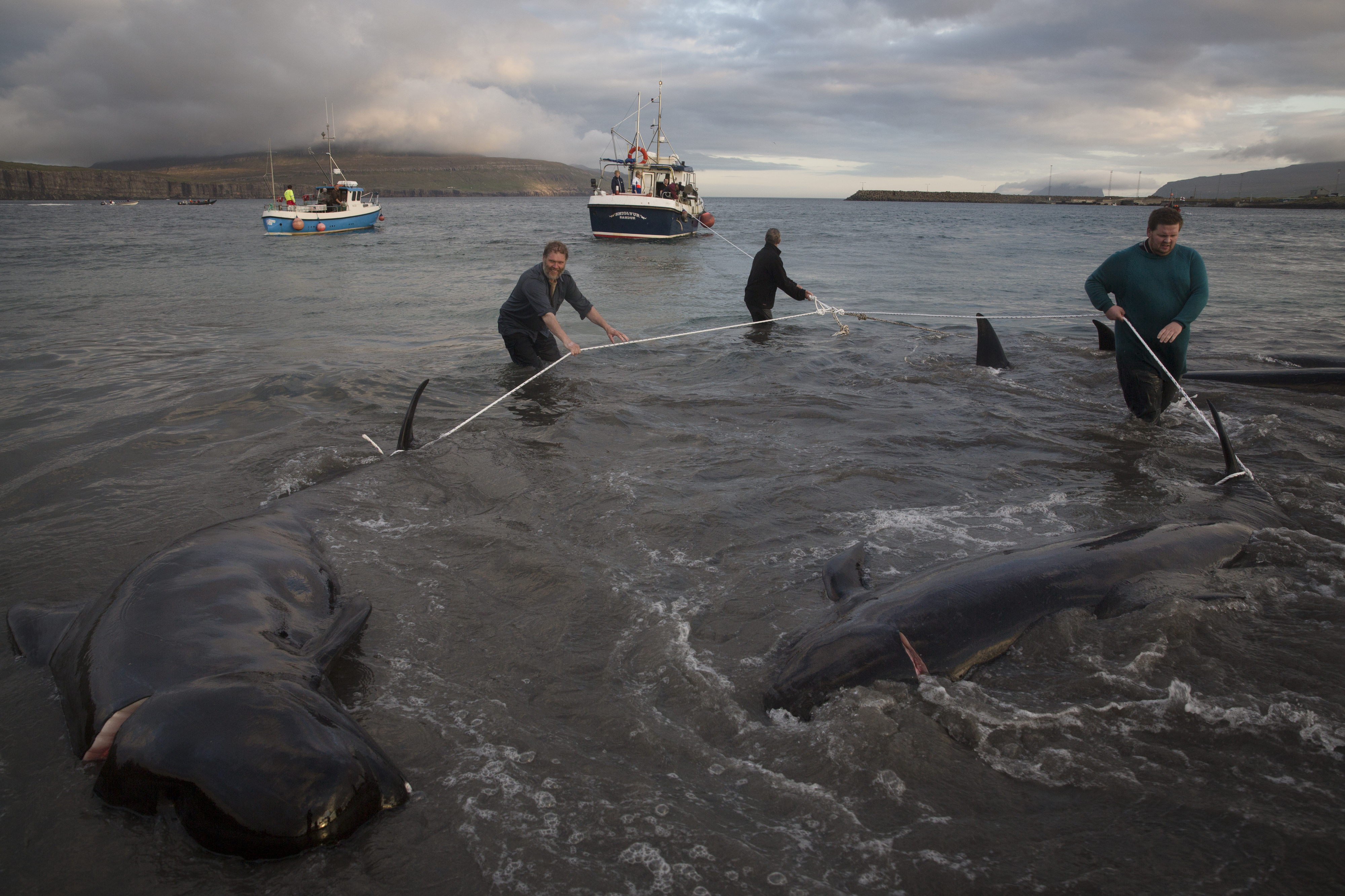 A TED Fellow’s documentary investigates whale hunting in the Faroes ...