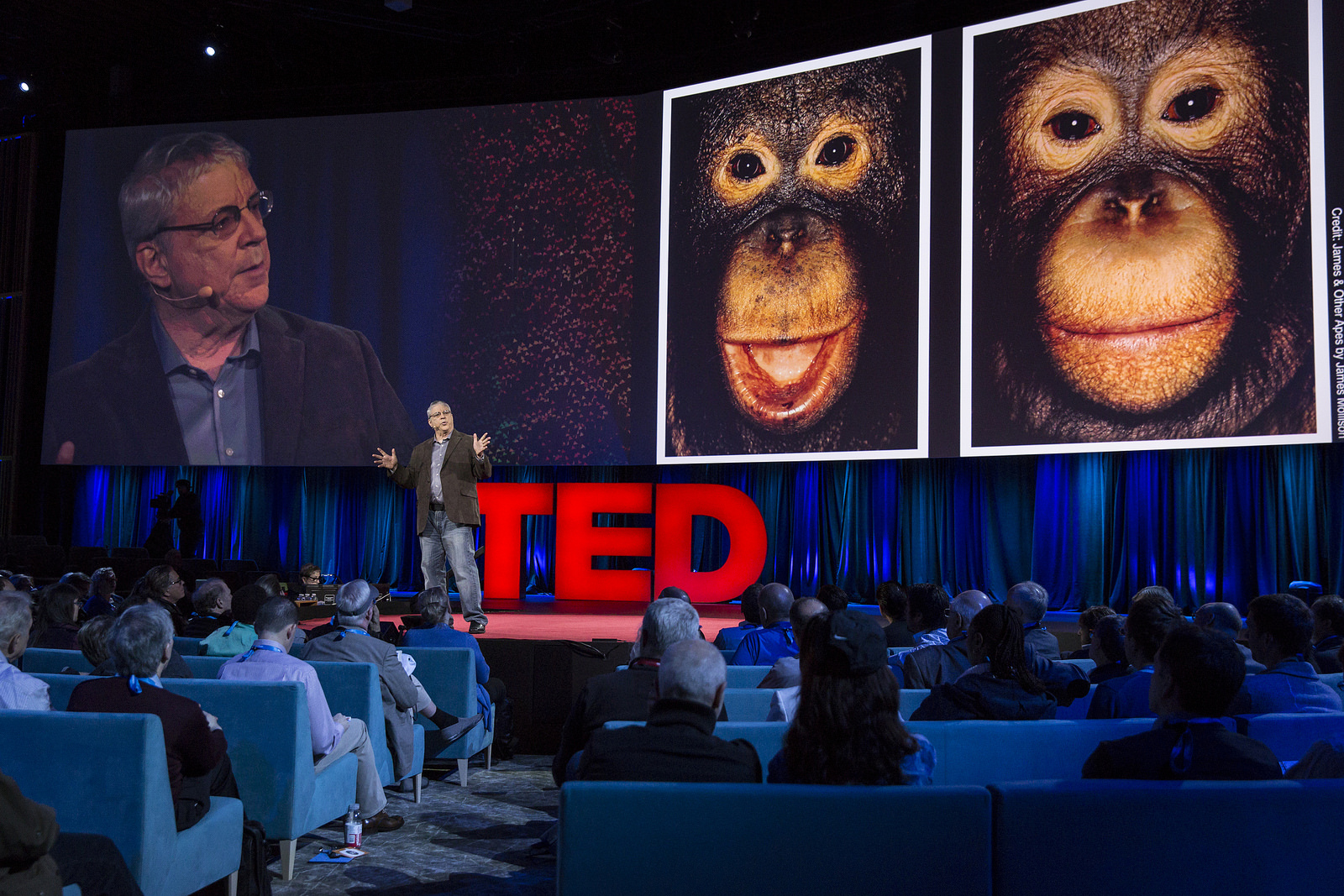 Human rights for chimpanzees and other news from the TED community ...