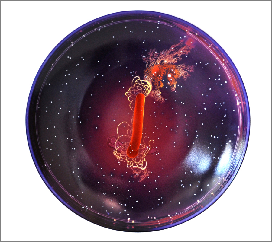 Tal Danino programs bacteria to detect cancer — and make art | TED Blog